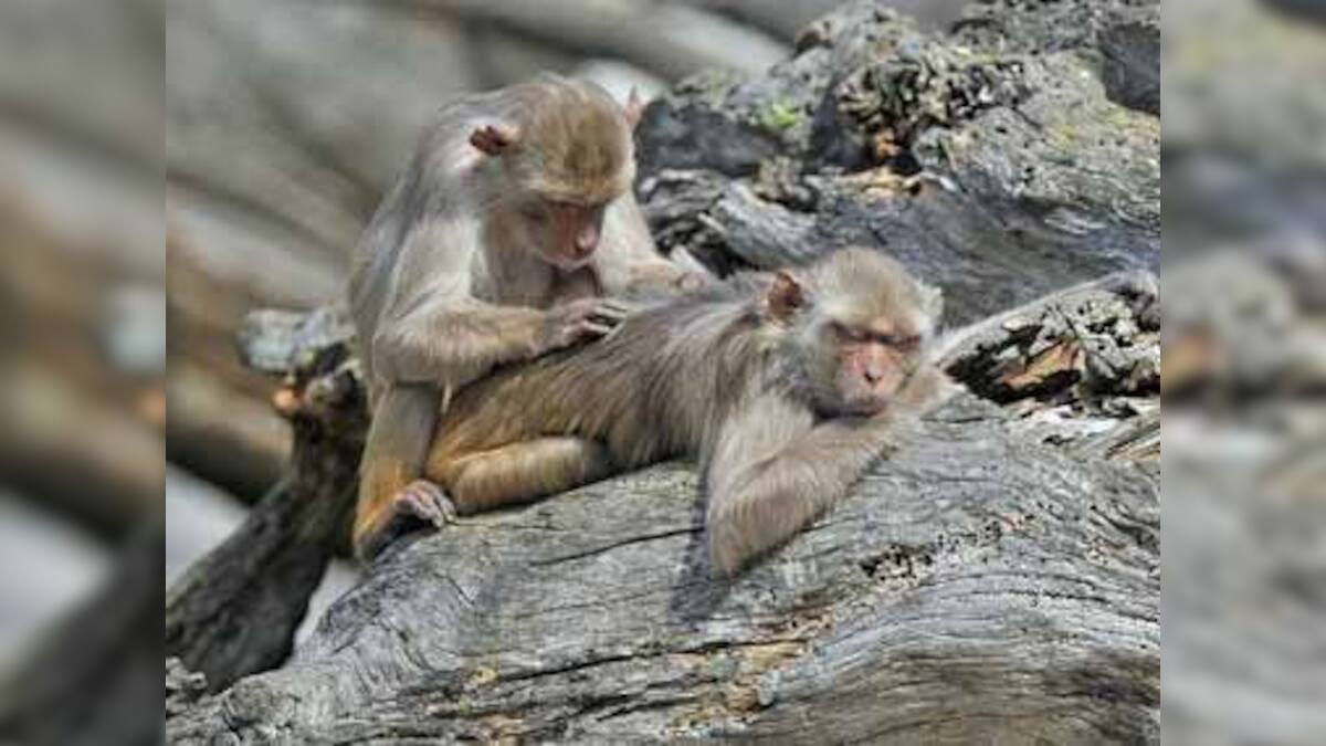 After a year, Monkey portfolios lose out to Nifty, Sensex – Firstpost