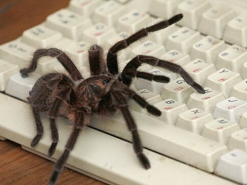 First of its kind: An eyeless spider found in Laos cave-Fwire News ...