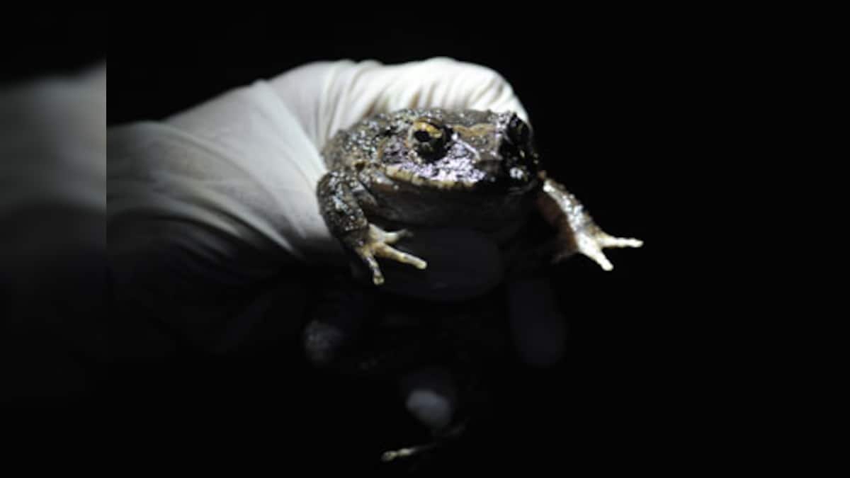 Researchers find rare frog that fights with 'Wolverine' spikes – Firstpost