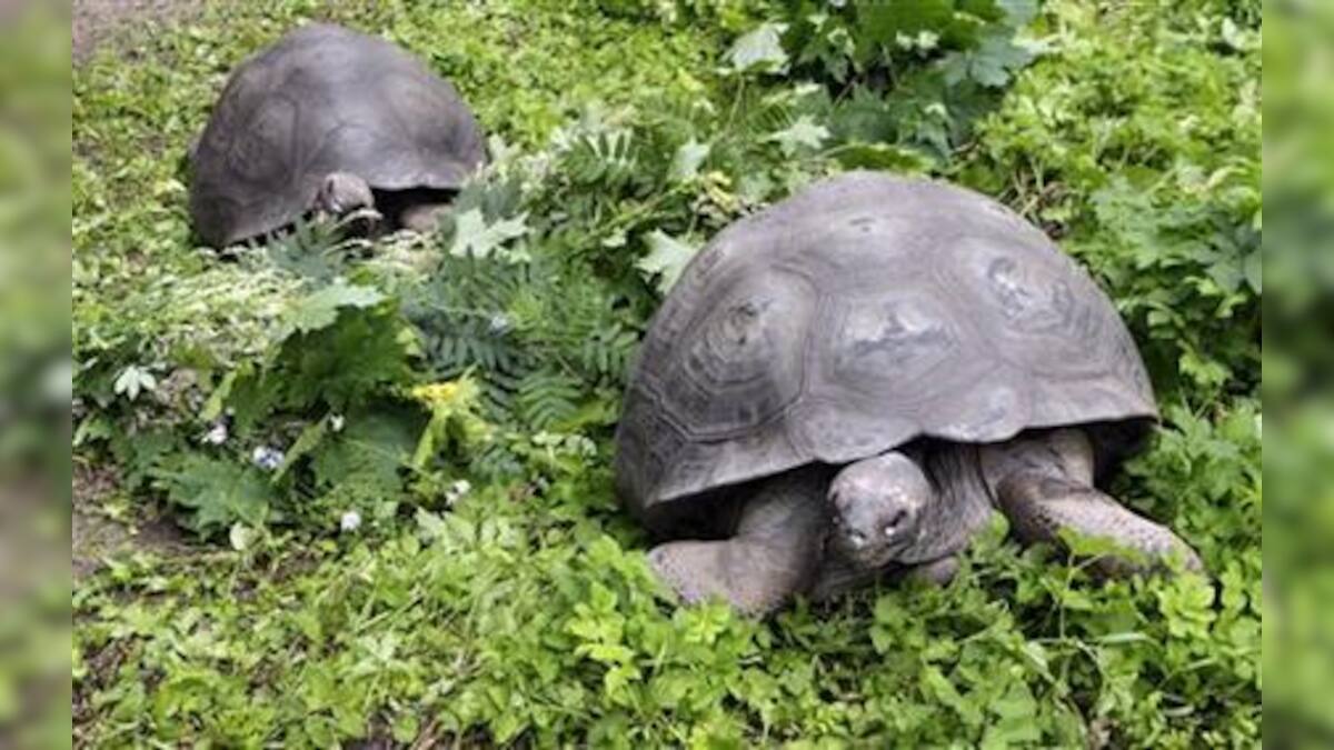 Galapagos' extinct tortoise species could come back to life – Firstpost