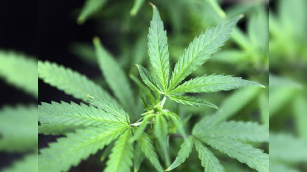 Colorado becomes second US state to legalise marijuana – Firstpost