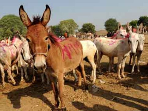 At Ujjain fair, donkeys named after Gurmeet Ram Rahim, Honeypreet sold ...