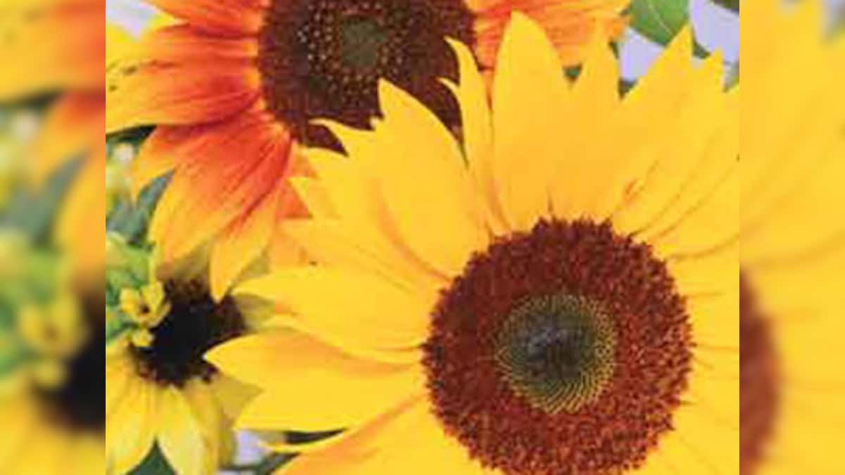 Cargill expands reach with Wipro's Sunflower Vanaspati brand buy ...