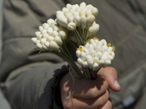 Madurai Jasmine finds place in Geographical Indication list-World News ...