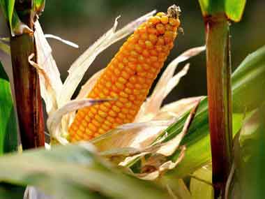 Assam farmers threaten suicide over poor maize seeds – Firstpost