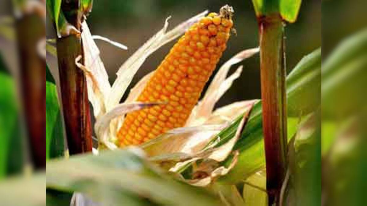 Assam farmers threaten suicide over poor maize seeds – Firstpost