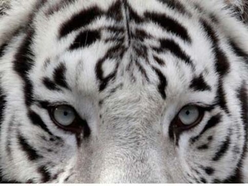 Delhi zoo's white tiger Khushi dies after giving birth to stillborn cubs-Fwire News , Firstpost