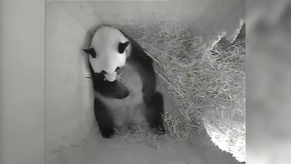 Vienna shows off panda cub after rare natural birth – Firstpost