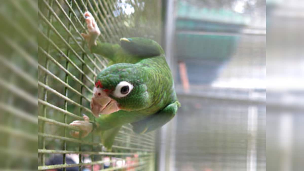 Endangered Puerto Rican parrot makes major comeback – Firstpost