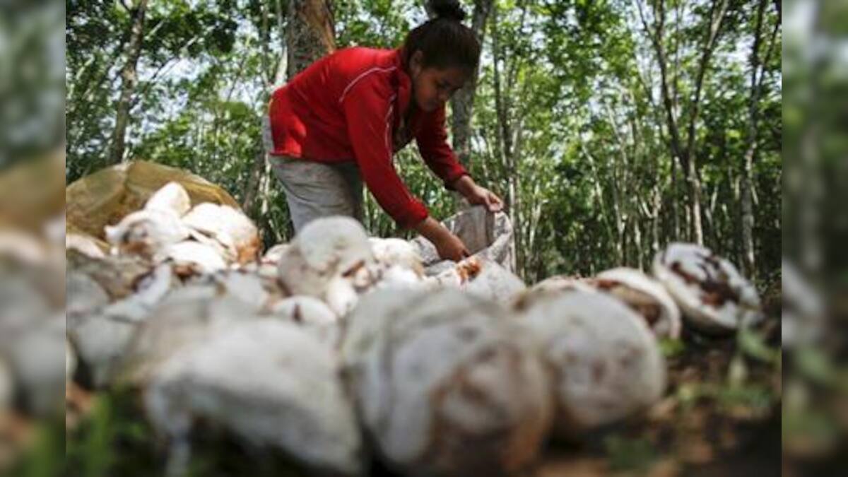 Thai rubber farmers, police clash as crisis deepens – Firstpost