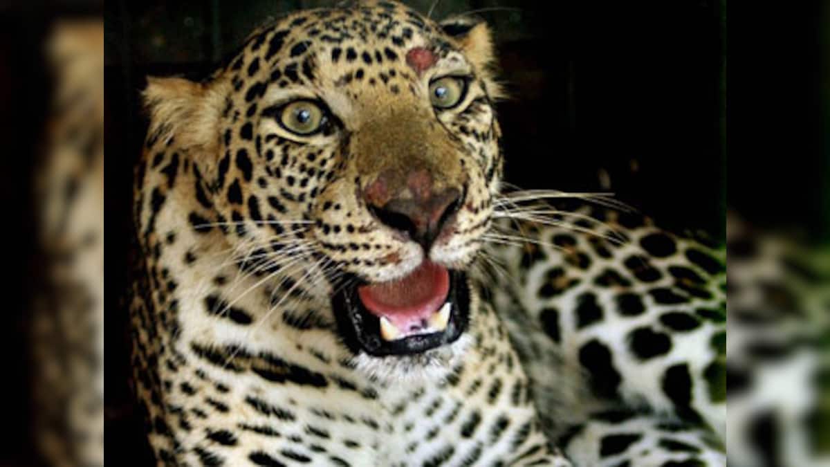 After four days, leopard finally leaves IIT Bombay campus – Firstpost