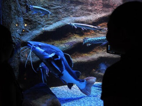 New species of giant Amazon fish discovered in Brazil-Fwire News ...