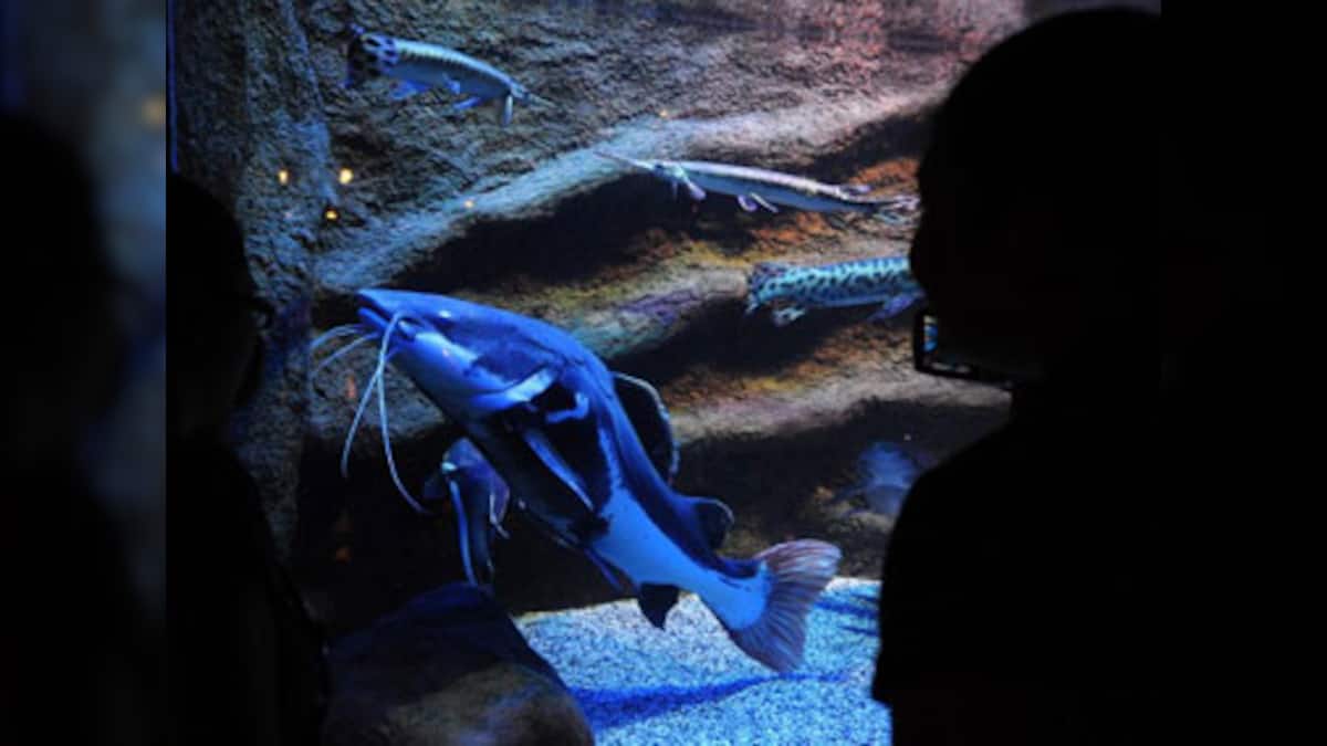 New species of giant Amazon fish discovered in Brazil – Firstpost