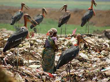 Endangered Greater Adjutant Stork finds secure home to breed – Firstpost