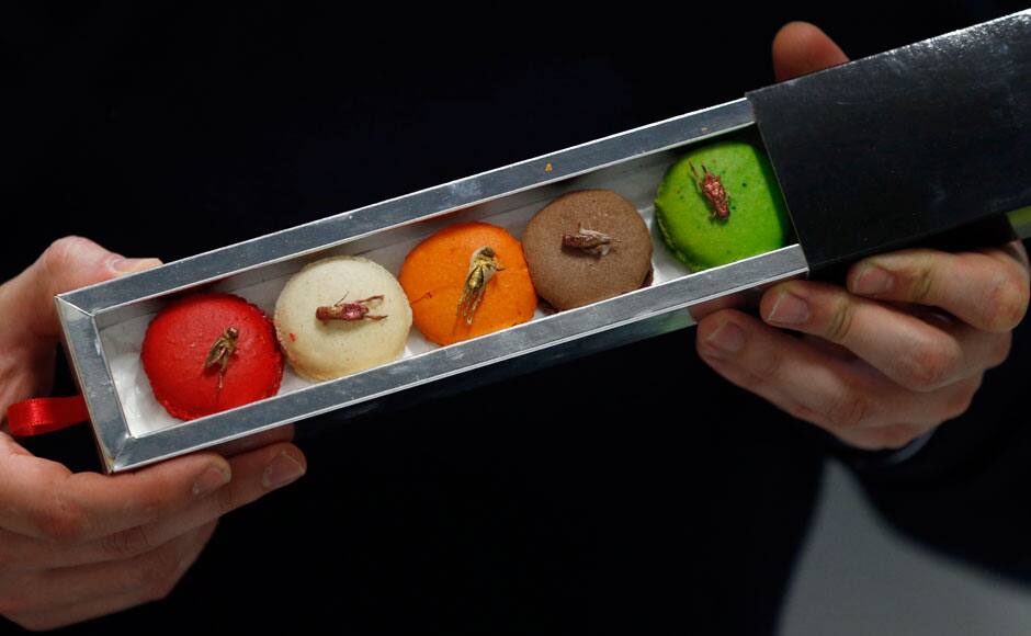 Photos: How Europe-based Micronutris is making insects edible - Photos ...