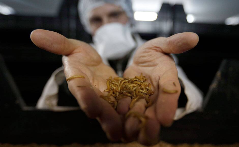 Photos: How Europe-based Micronutris is making insects edible - Photos ...
