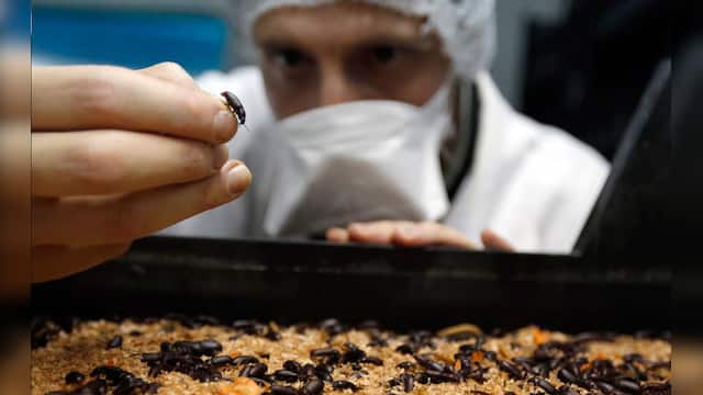 Photos: How Europe-based Micronutris is making insects edible – Firstpost