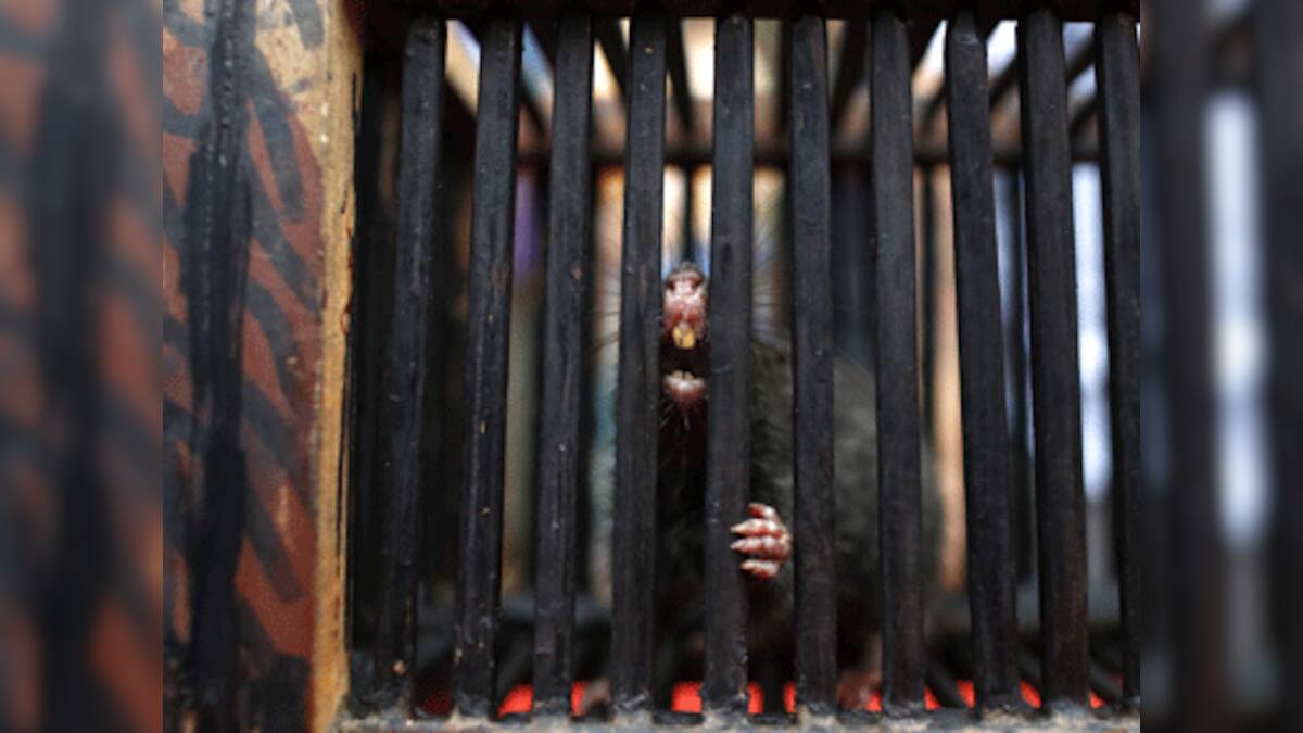Super-sized rats bigger than sheep could roam Earth in future – Firstpost