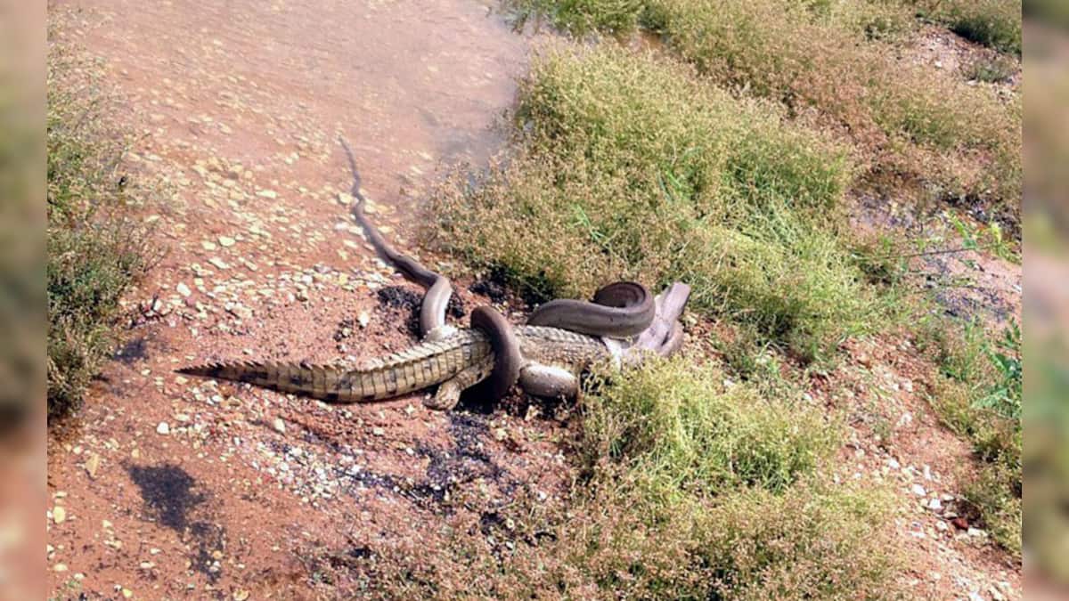 Photos: In Australia, snake eats crocodile after intense battle – Firstpost