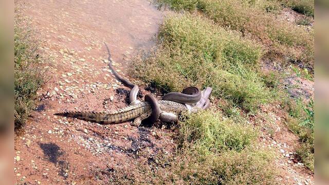 Photos: In Australia, snake eats crocodile after intense battle – Firstpost
