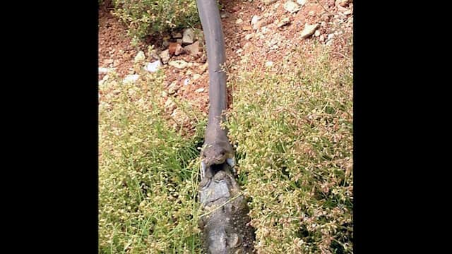 Photos: In Australia, snake eats crocodile after intense battle – Firstpost