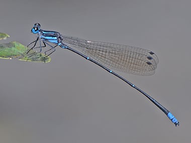 Goa: Researchers discover 13 new dragonfly species, take toll to 87 ...