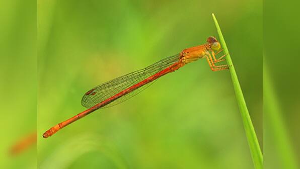 Goa: Researchers discover 13 new dragonfly species, take toll to 87 ...