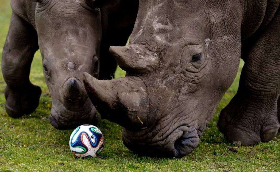 Photos: In Germany, even rhinos get World Cup fever - Photos News ...