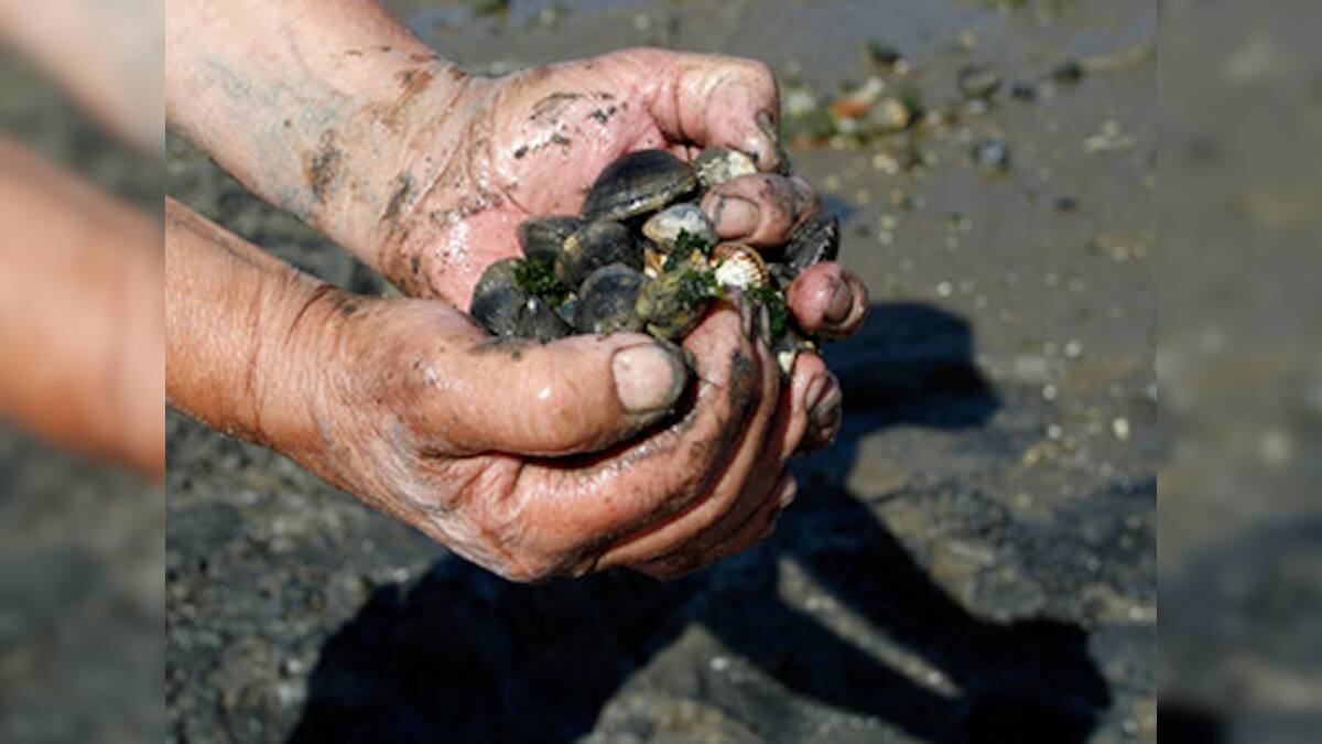 Goa: New project to help arrest decline of 'mussel' shellfish – Firstpost