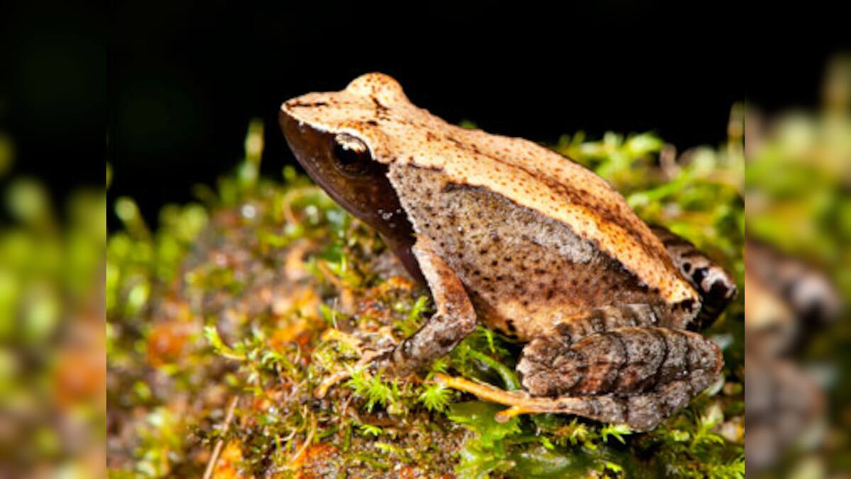 Scientists find 14 new species of 'dancing frogs' in Western Ghats ...