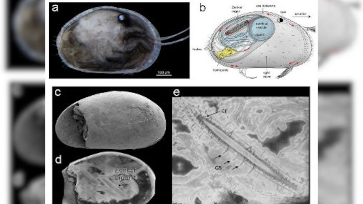Australian scientists discover 17-million-year-old giant sperm – Firstpost