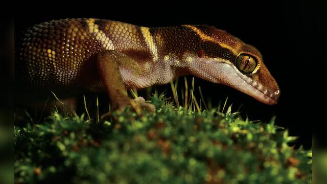 Photos: The lesser seen inhabitants in Mumbai's concrete jungle – Firstpost