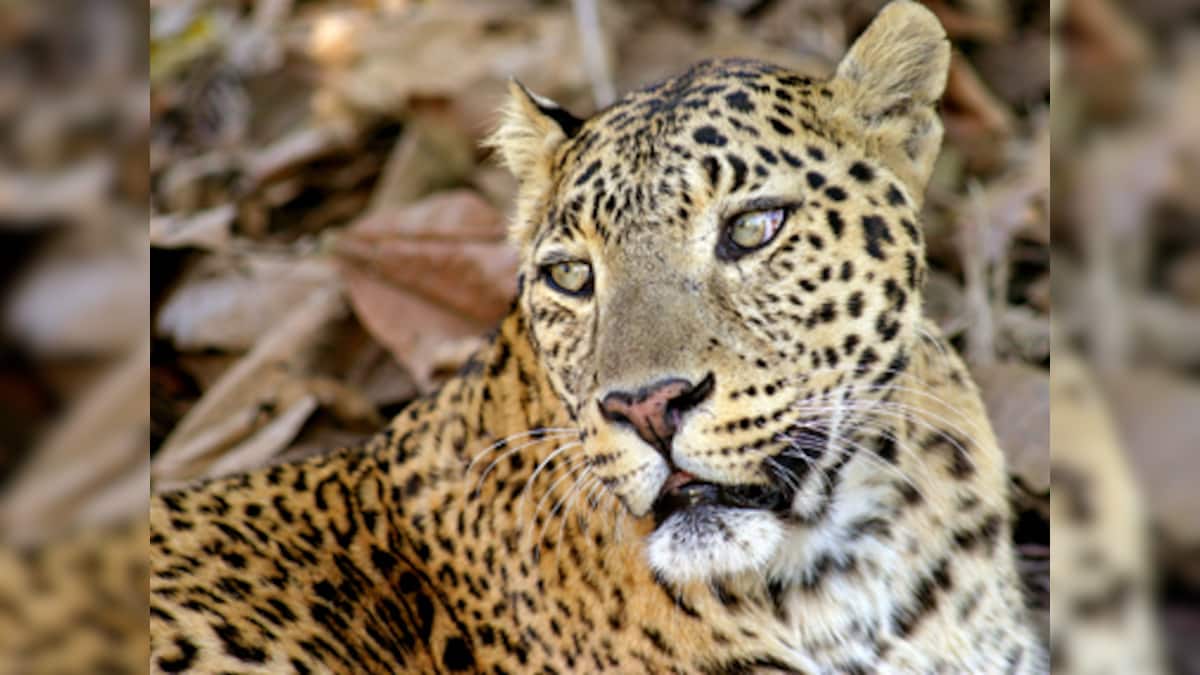 Leopard enters IIT Bombay campus; area cordoned off – Firstpost