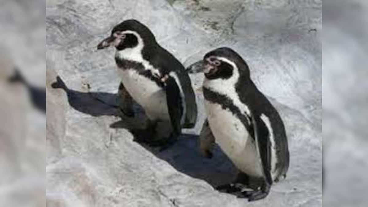 Identifying traits of animals that are similar to human beings will ...