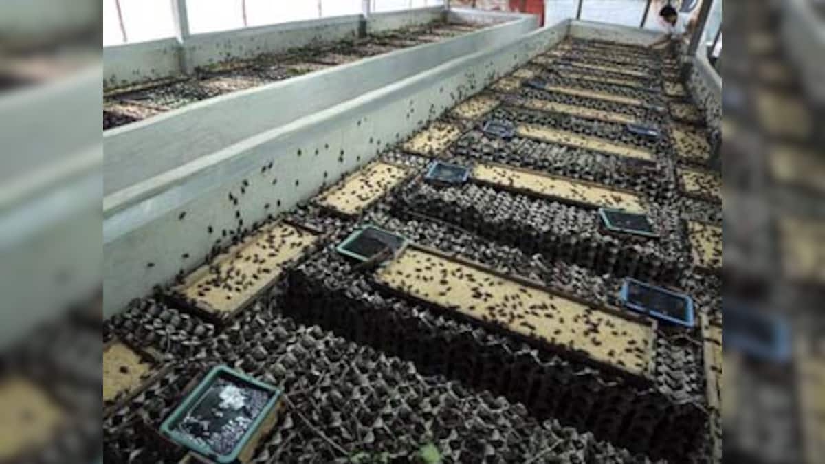 Cost effective insect farming saves poor Thai farmers – Firstpost