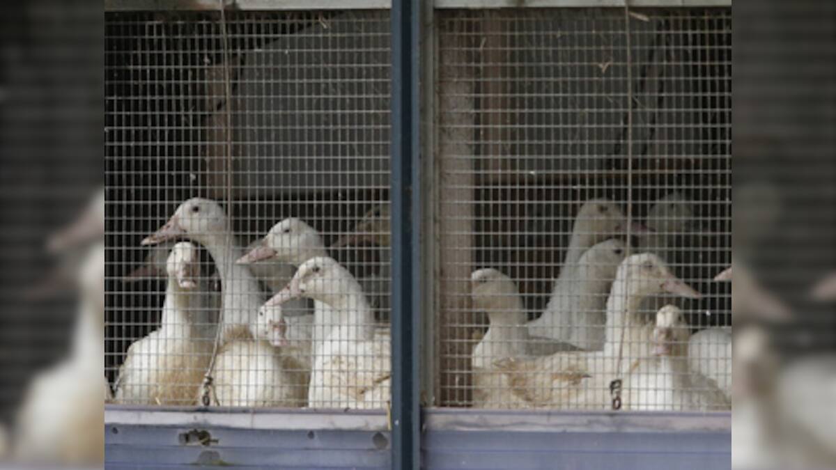 Kerala bird flu scare: Will finish culling of birds in 3 days, says ...