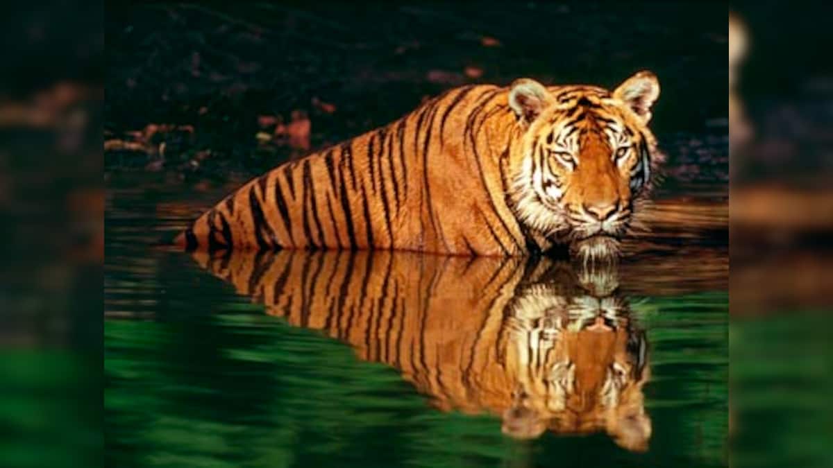 Tiger trails boost tourism to 230 per cent in 2015 – Firstpost