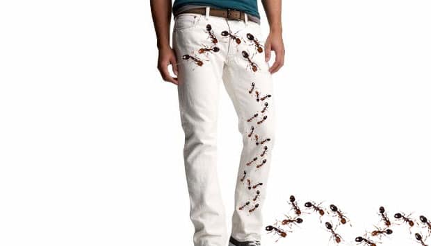 From 'ant's pants' to 'lolcat': Here are some of the words added into ...