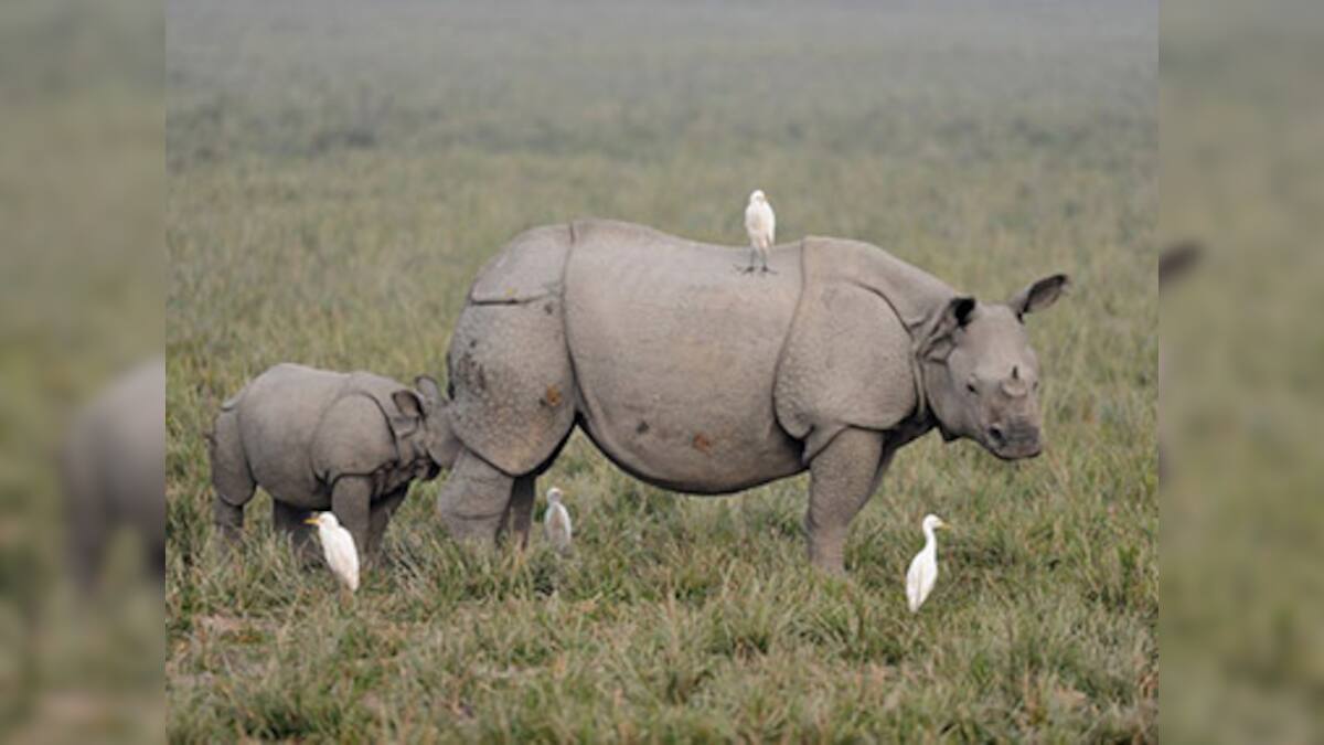 Rhino protection force to be raised in Assam, says Tarun Gogoi – Firstpost