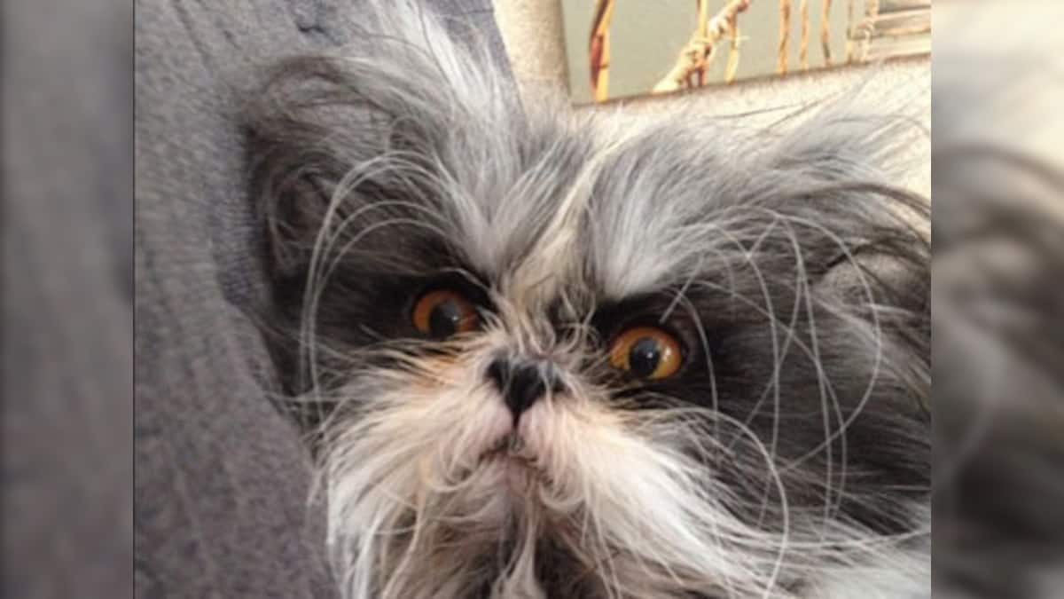 Grumpy Cat has competition: Meet Atchoum the mad scientist cat – Firstpost
