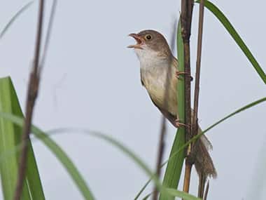 'Extinct' Myanmar bird Jerdon's Babbler rediscovered after 73 years ...