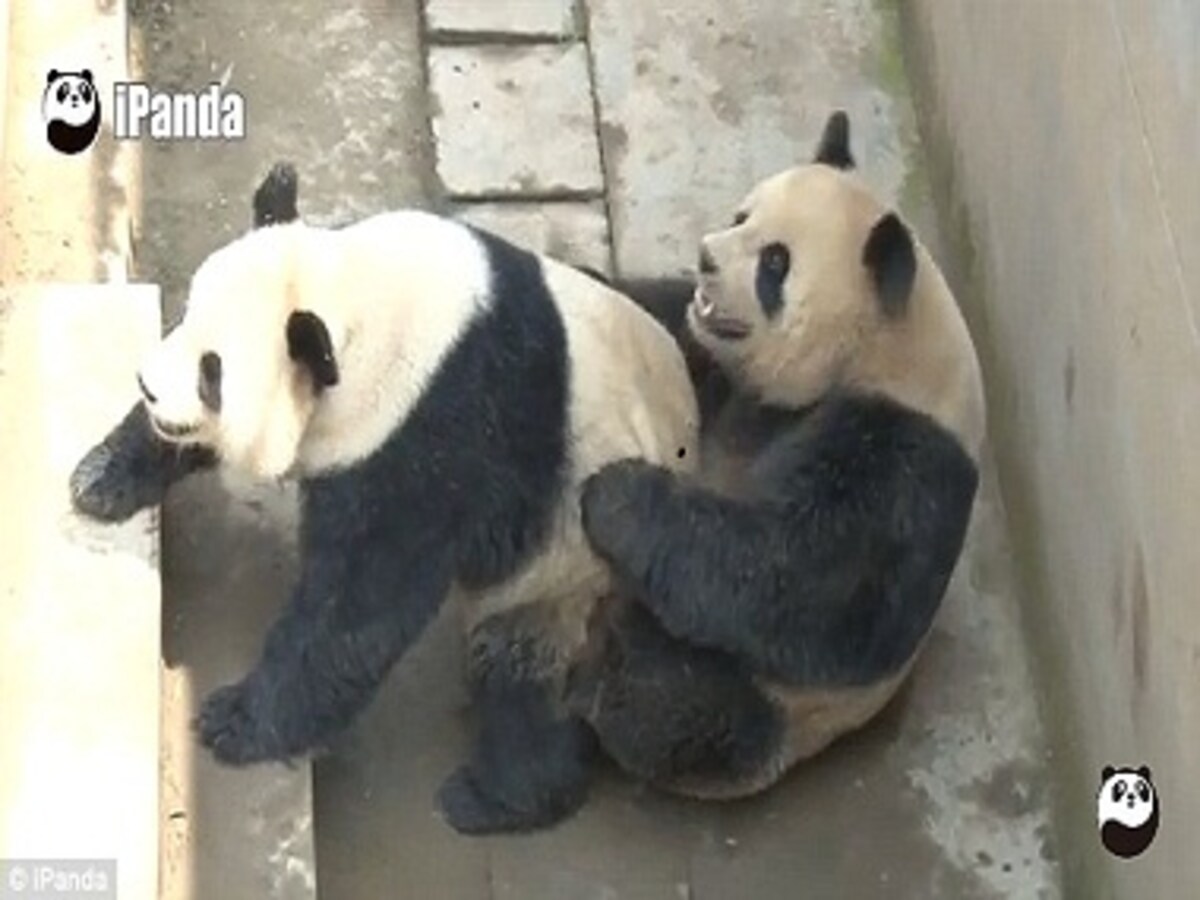 Pandas Mating