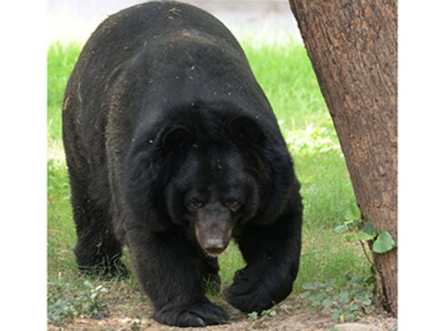 First black bear spotted in Indiana in 144 years-Living News , Firstpost