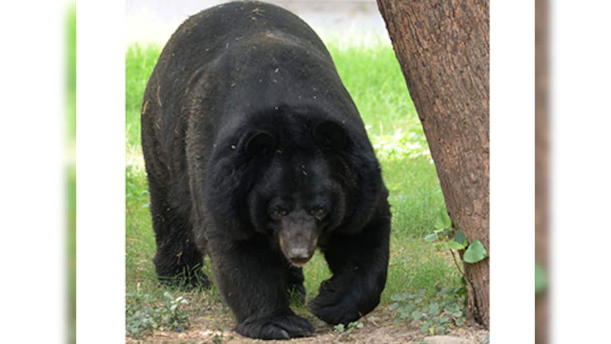 First black bear spotted in Indiana in 144 years – Firstpost