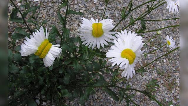 Nuclear leak aftermath: Deformed daisies spotted at Fukushima disaster ...