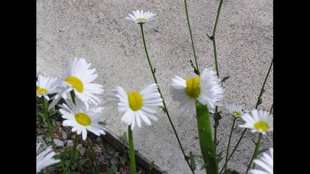 Nuclear leak aftermath: Deformed daisies spotted at Fukushima disaster ...