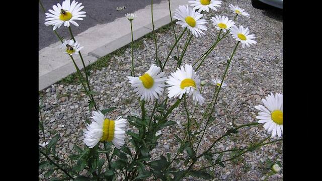 Nuclear leak aftermath: Deformed daisies spotted at Fukushima disaster ...