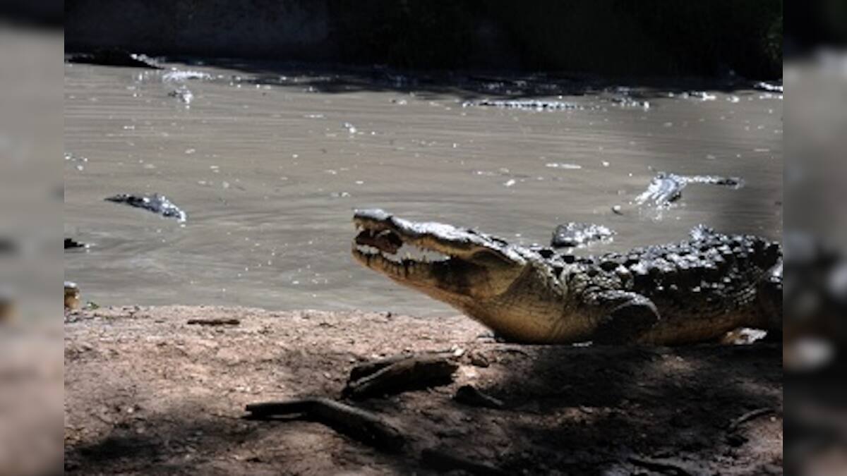 11,000 crocodiles starve as US freezes assets of Honduras family for ...