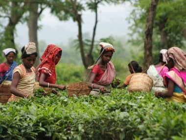 Uttarakhand upgrade: Dehradun's tea estate to make way for 'Doon Smart ...