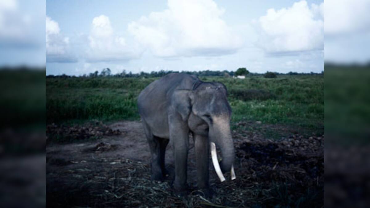 Three Zimbabwe journalists arrested for elephant poaching report ...
